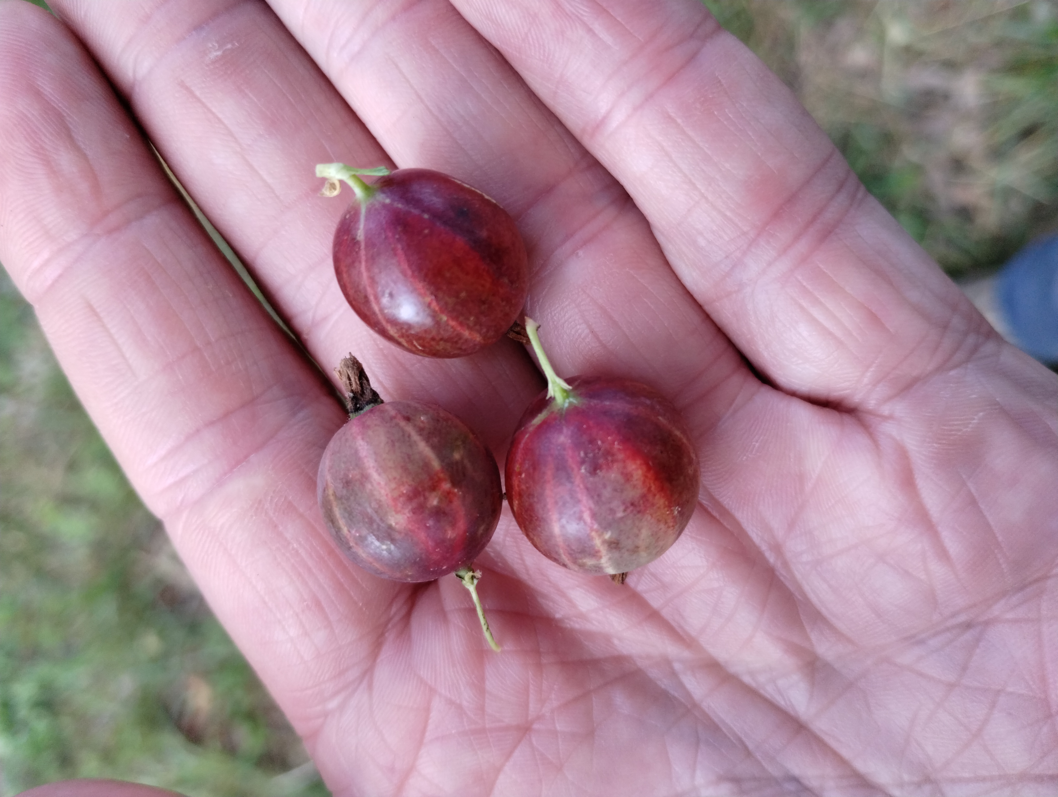 Gee Berry Farm