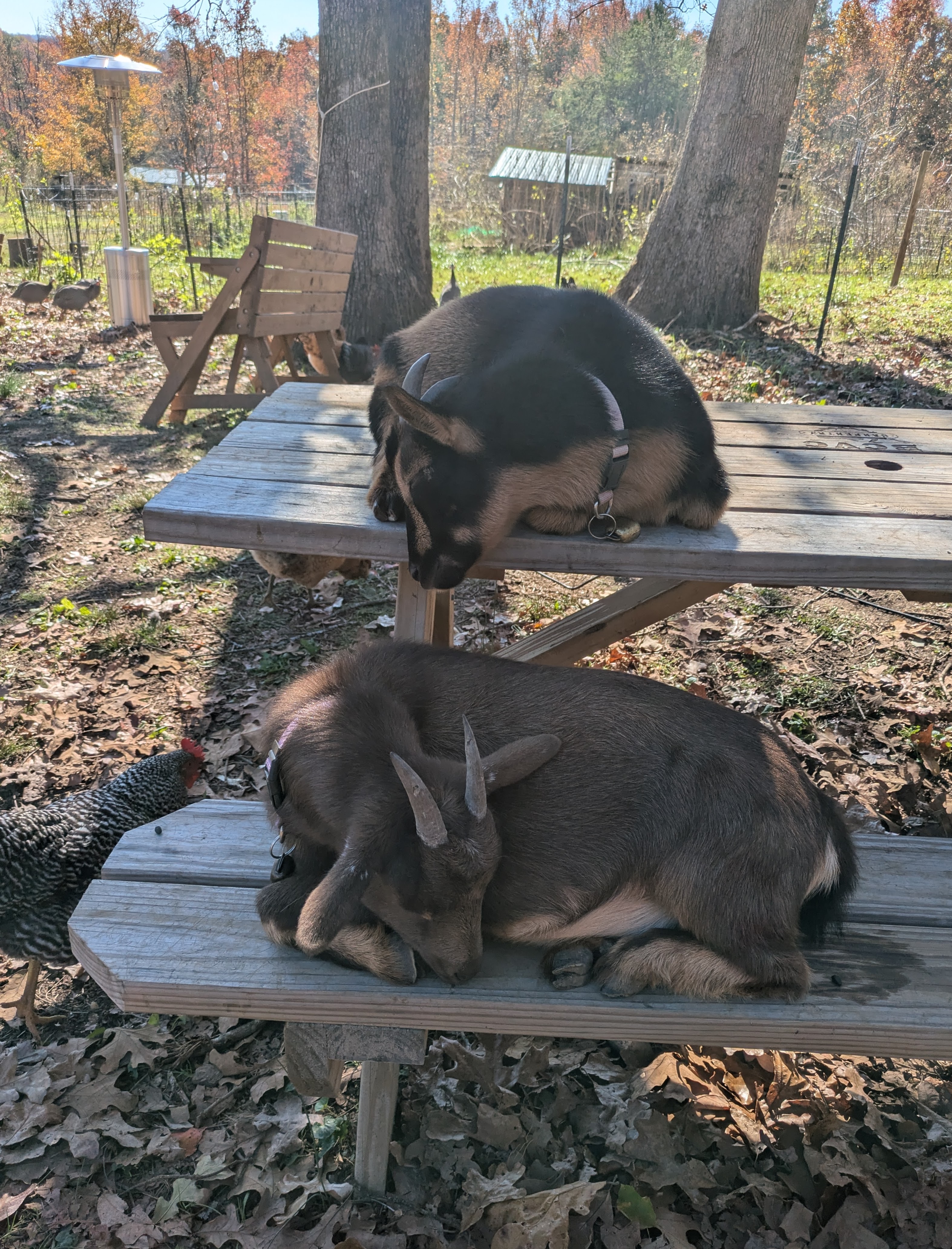 Gee Berry Farm
